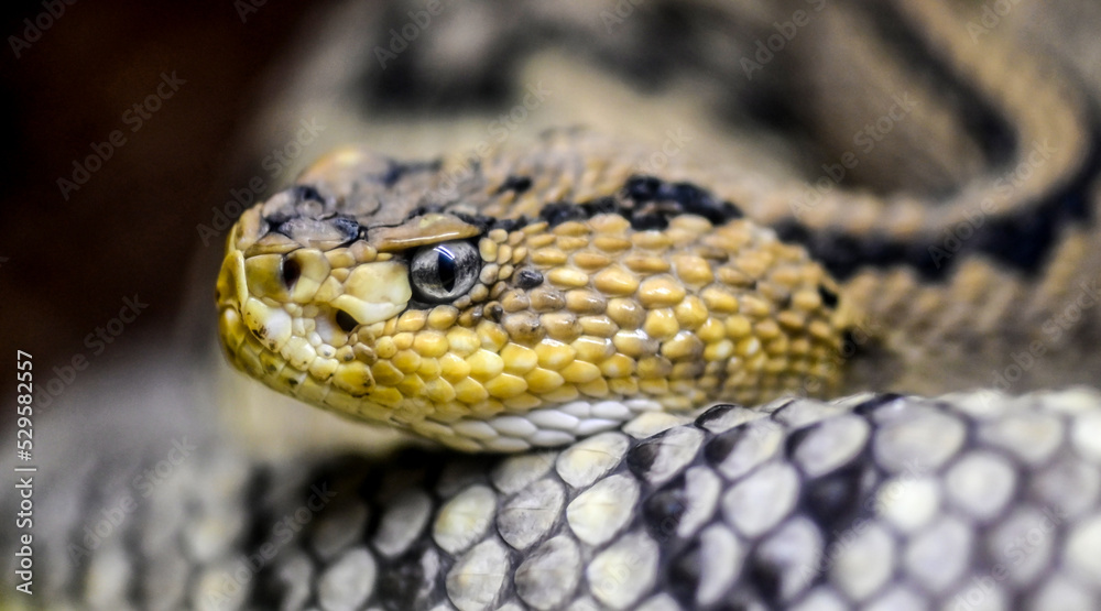 Animals Time Western Diamondback Rattlesnake eyes snake hypnotize Stock ...