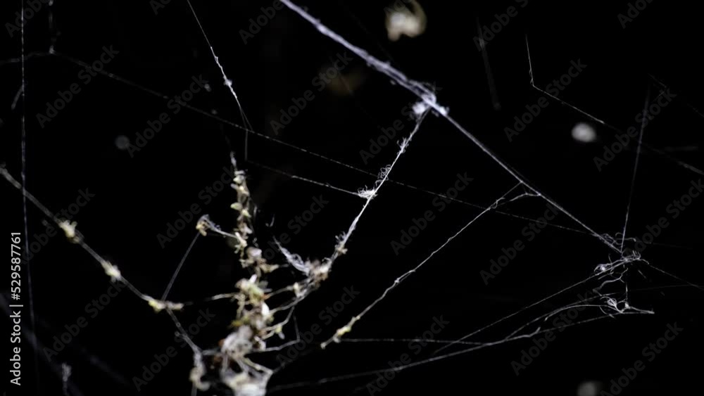 Spooky cobweb at night. Amazing construction of chaotic and complex ...