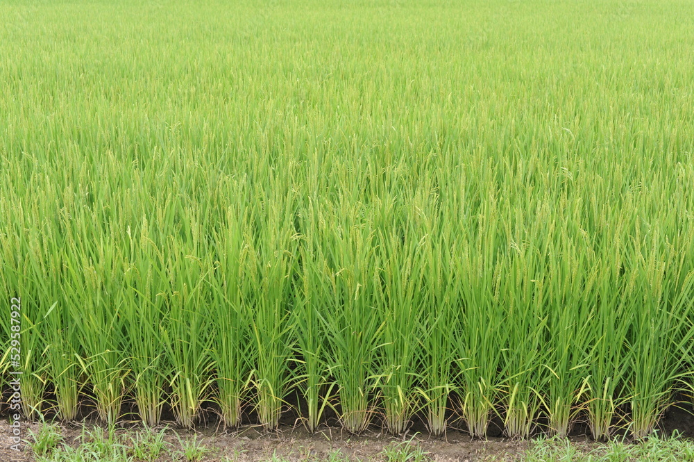 Rice seed and culms, straw in geometrical patterns of lush green rice ...