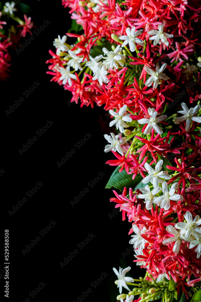 Quisqualis indica also known as the Chinese honeysuckle, Rangoon ...