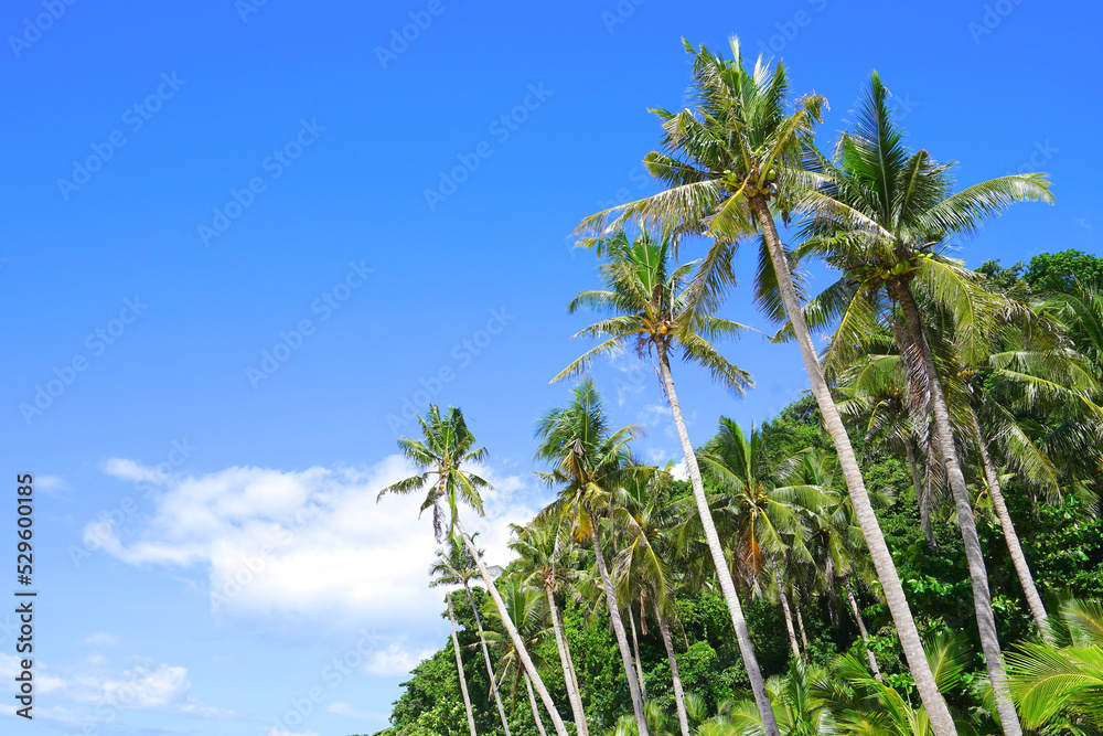 Palm tree at Puka Shell Beach, Boracay Island, Philippine Stock Photo ...