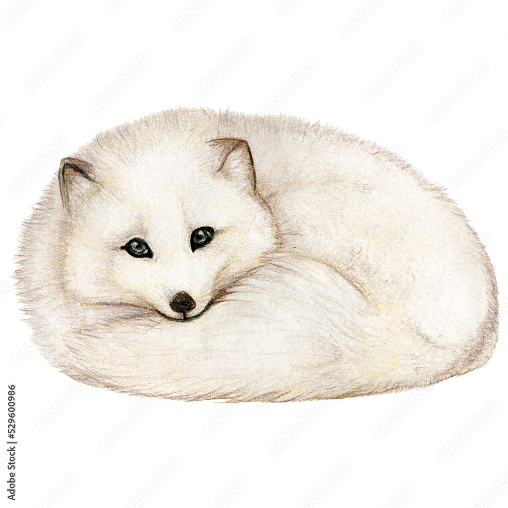 Watercolor realistic arctic fox lying down Stock Illustration | Adobe Stock