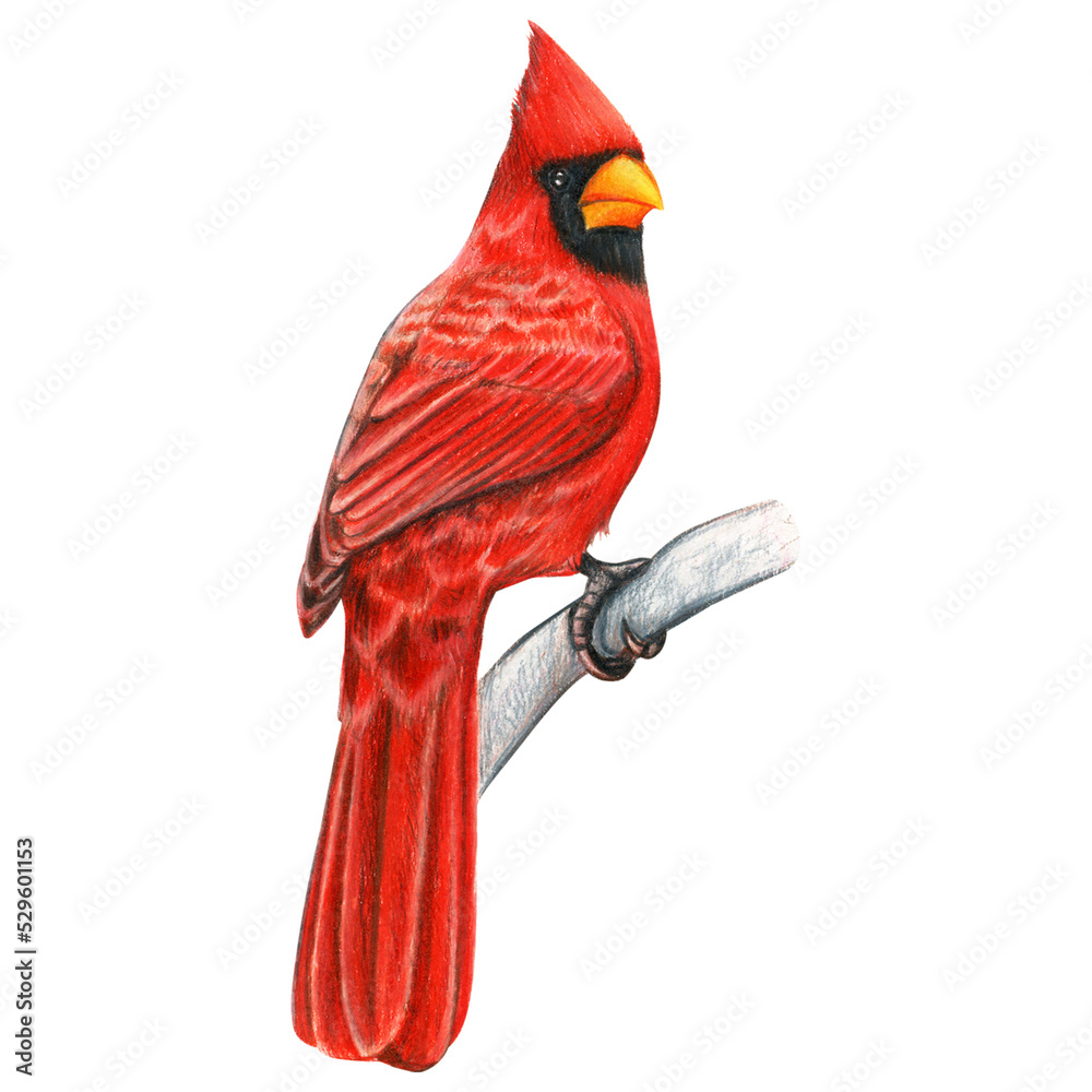 Red cardinal hand drawn bird watercolor colored pencils Stock ...