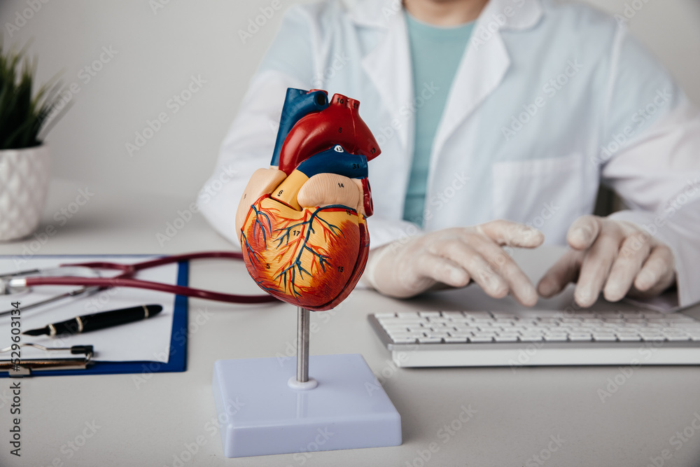 Heart diseases and healthcare concept. Anatomical model of human heart ...