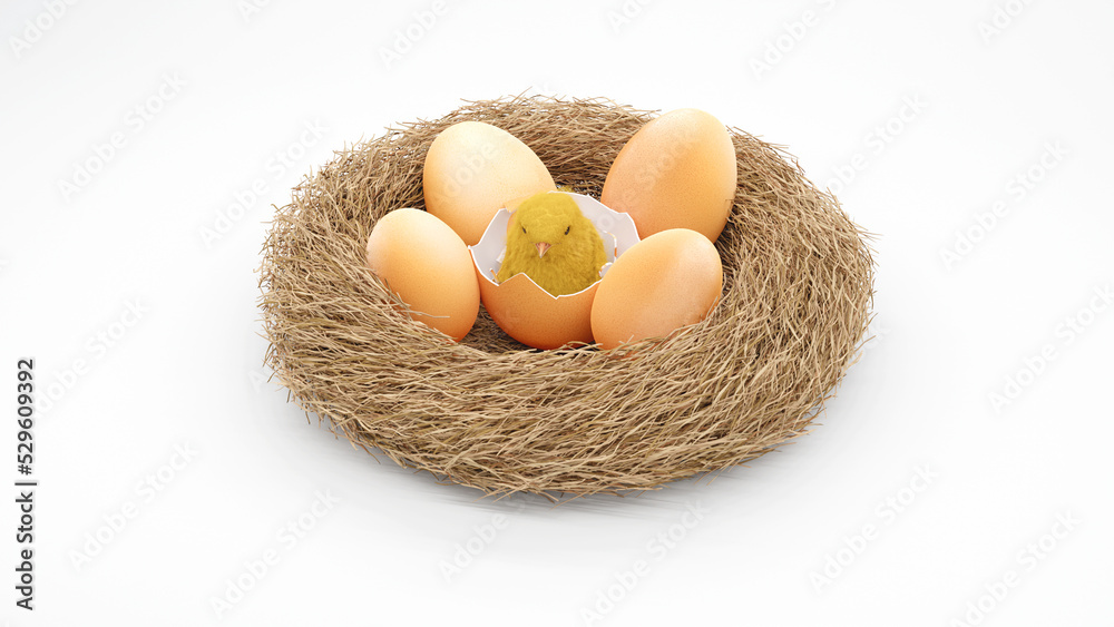 Chicken born from egg in the nest center of all egg around on white ...