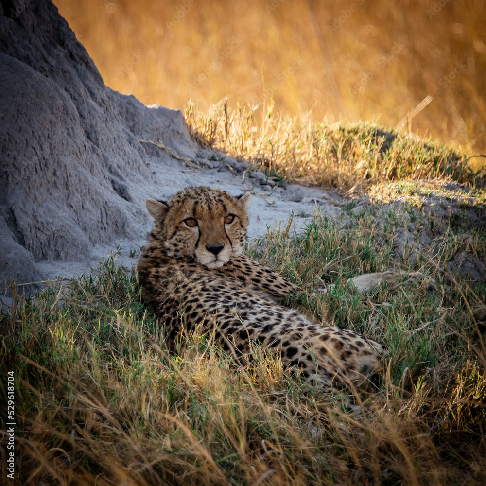 Cheetah in the afternoon sun lying in front of a termite mound in the ...