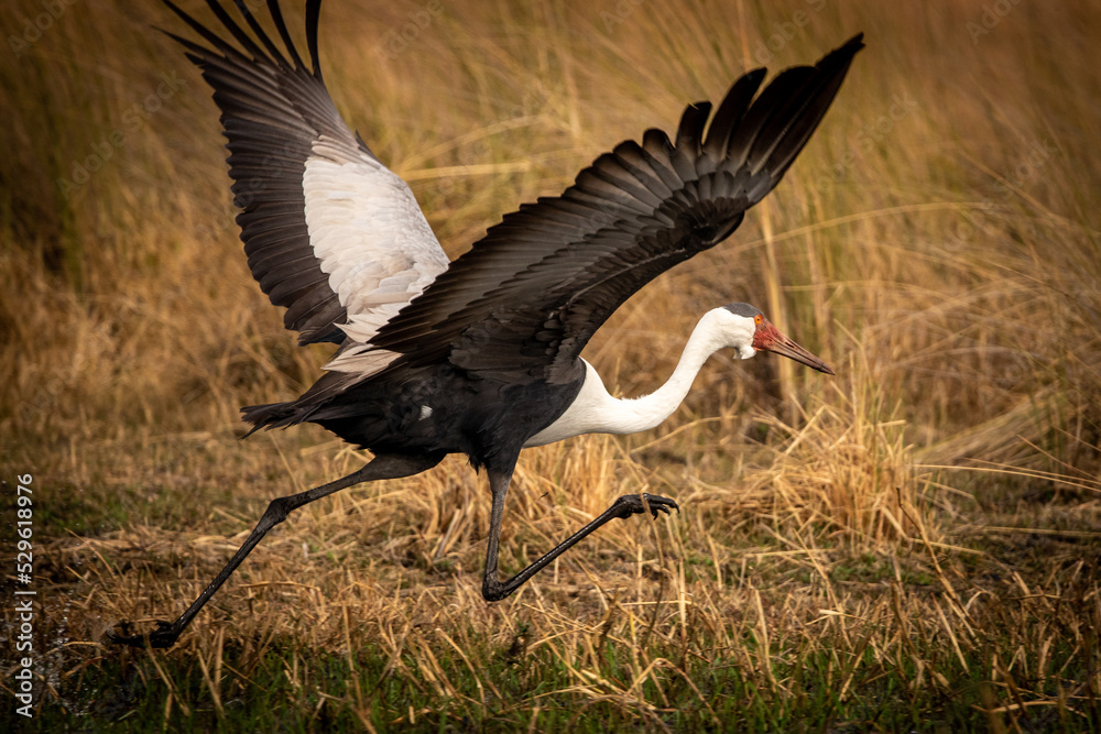 Wattled crane taking off in the magical Okavango Delta in Botswana ...