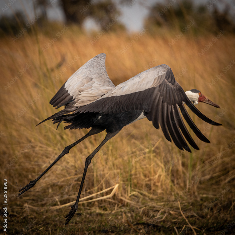 Wattled crane taking off in the magical Okavango Delta in Botswana ...