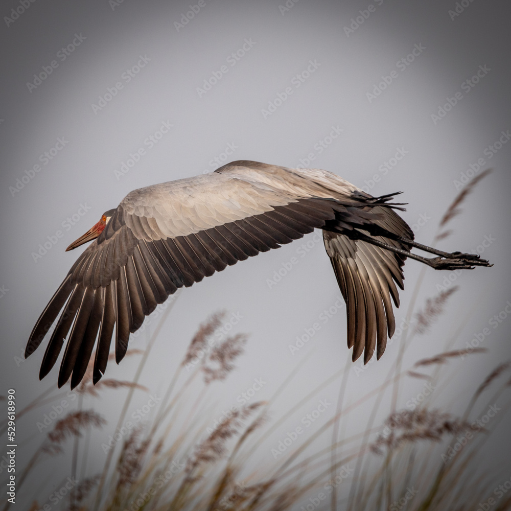 Wattled crane in flight in the magical Okavango Delta in Botswana. Seen ...