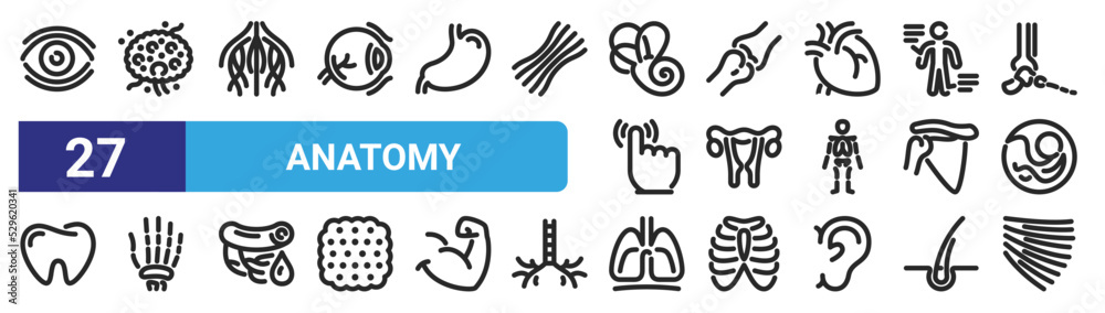 set of 27 outline web anatomy icons such as vision, lymph nodes ...