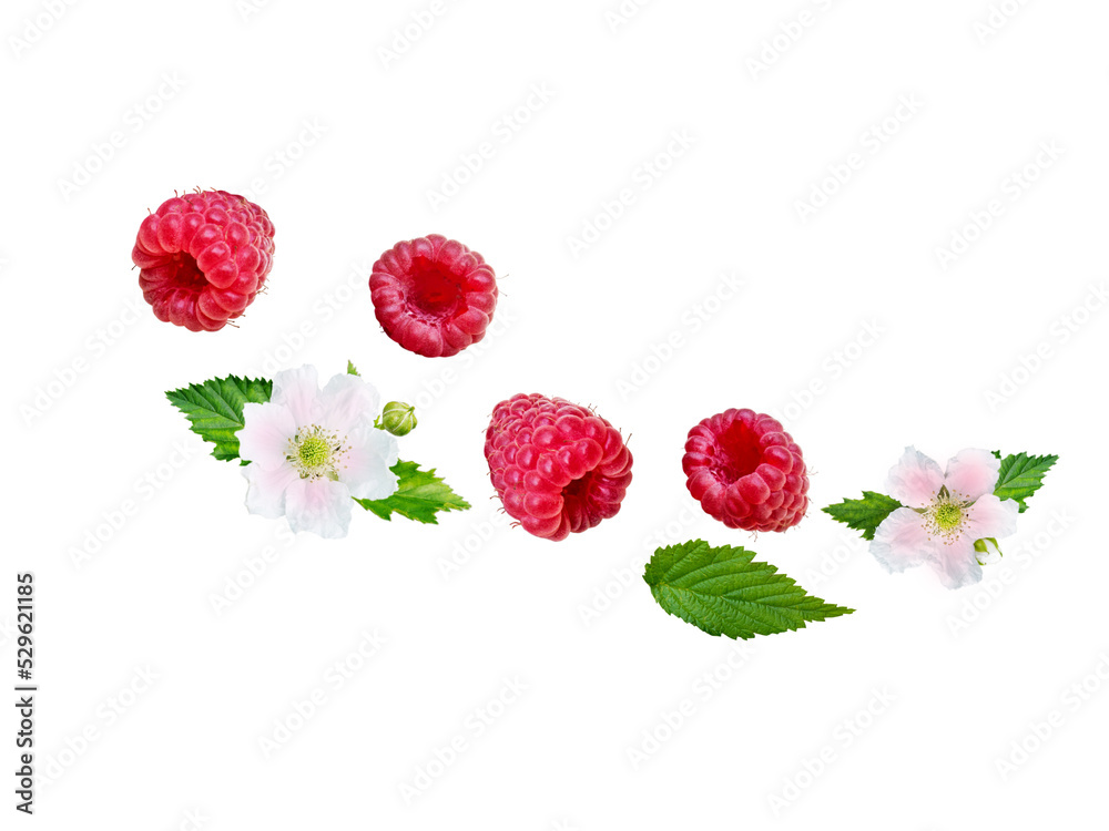 Flying raspberry wave. Ripe and juicy red berries, fresh leaves and ...