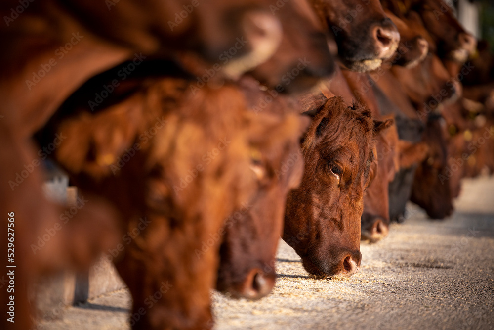 Group of cows in cowshed eating food at cattle farm. Animal husbandry ...