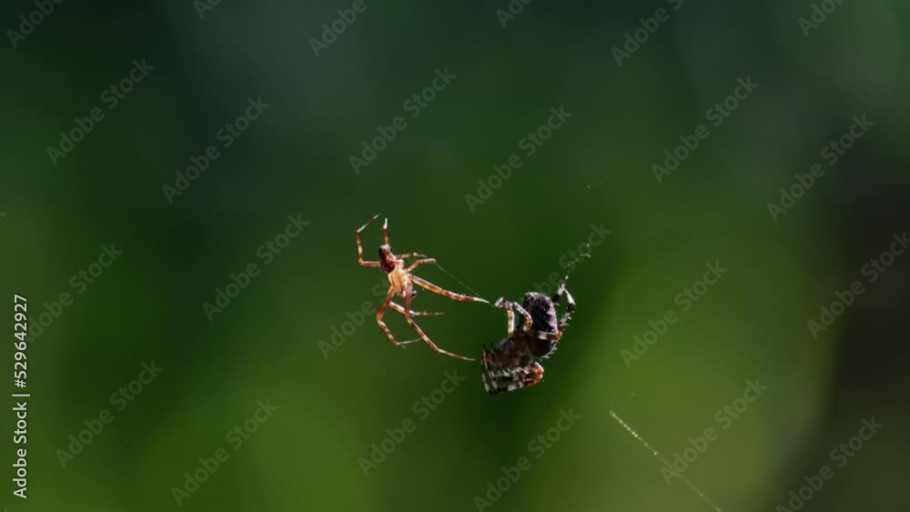 Close Up Of Cross Or Diadem Spiders Touching Each Other With Their Legs Male Trying To Mate