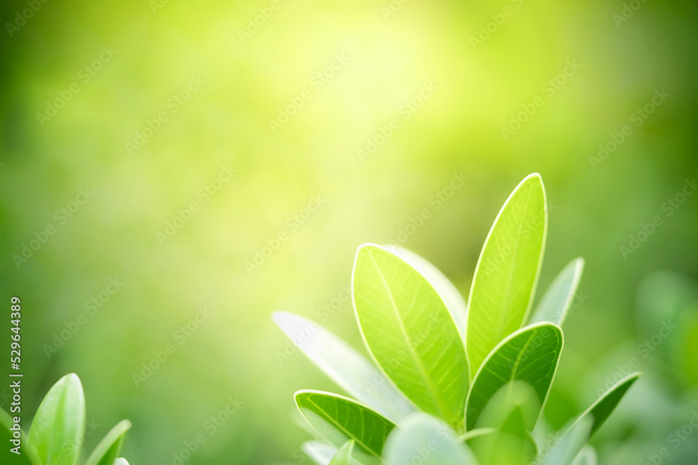 Nature of green leaf in garden. Natural green leaves plants using ...