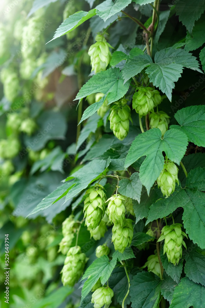 Hop cones and leaves. Big hop plants in world largest area of hops ...