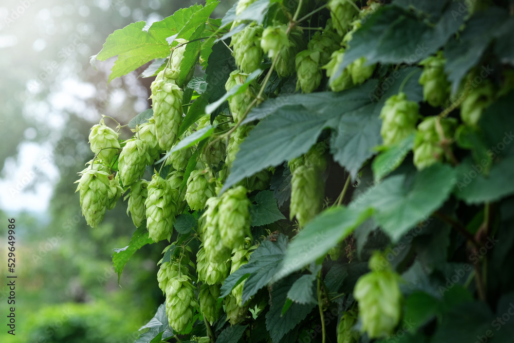 Green fresh hop cones for making beer and bread closeup. Big hop plants ...