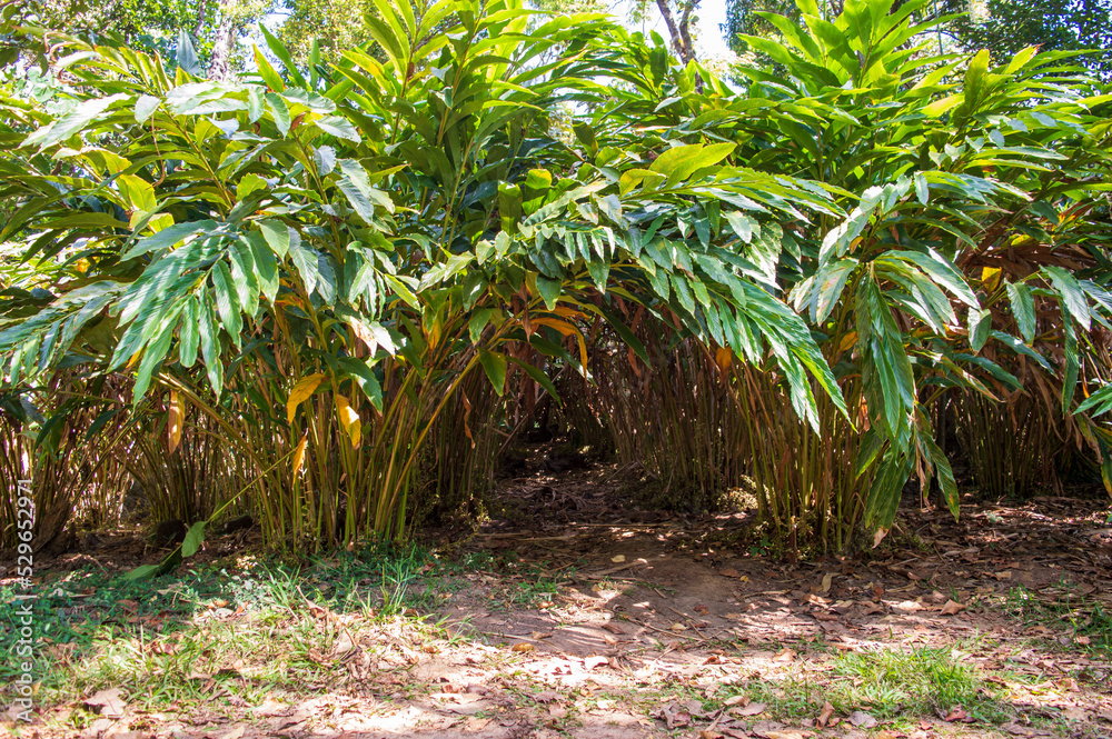 Cardamom plantation with visible green cardamom forming a beautiful ...