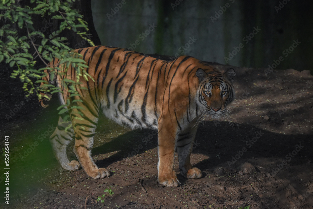 Bengal Royal tiger Stock Photo | Adobe Stock