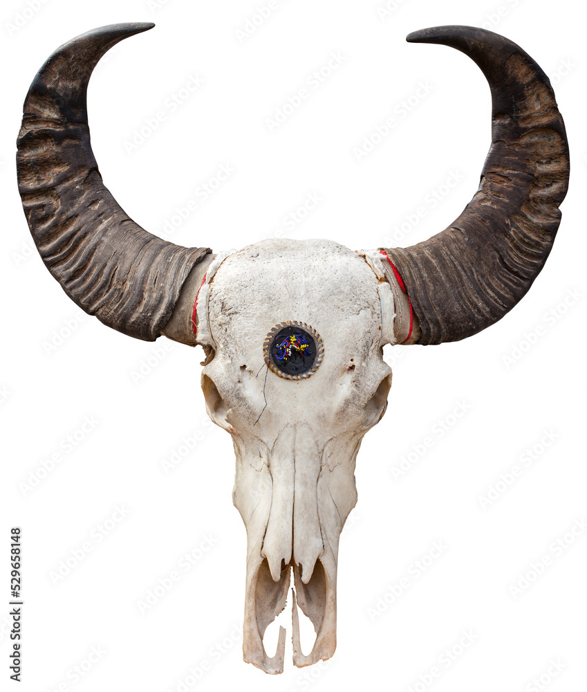 Buffalo skull isolated on transparent background Stock Photo | Adobe Stock