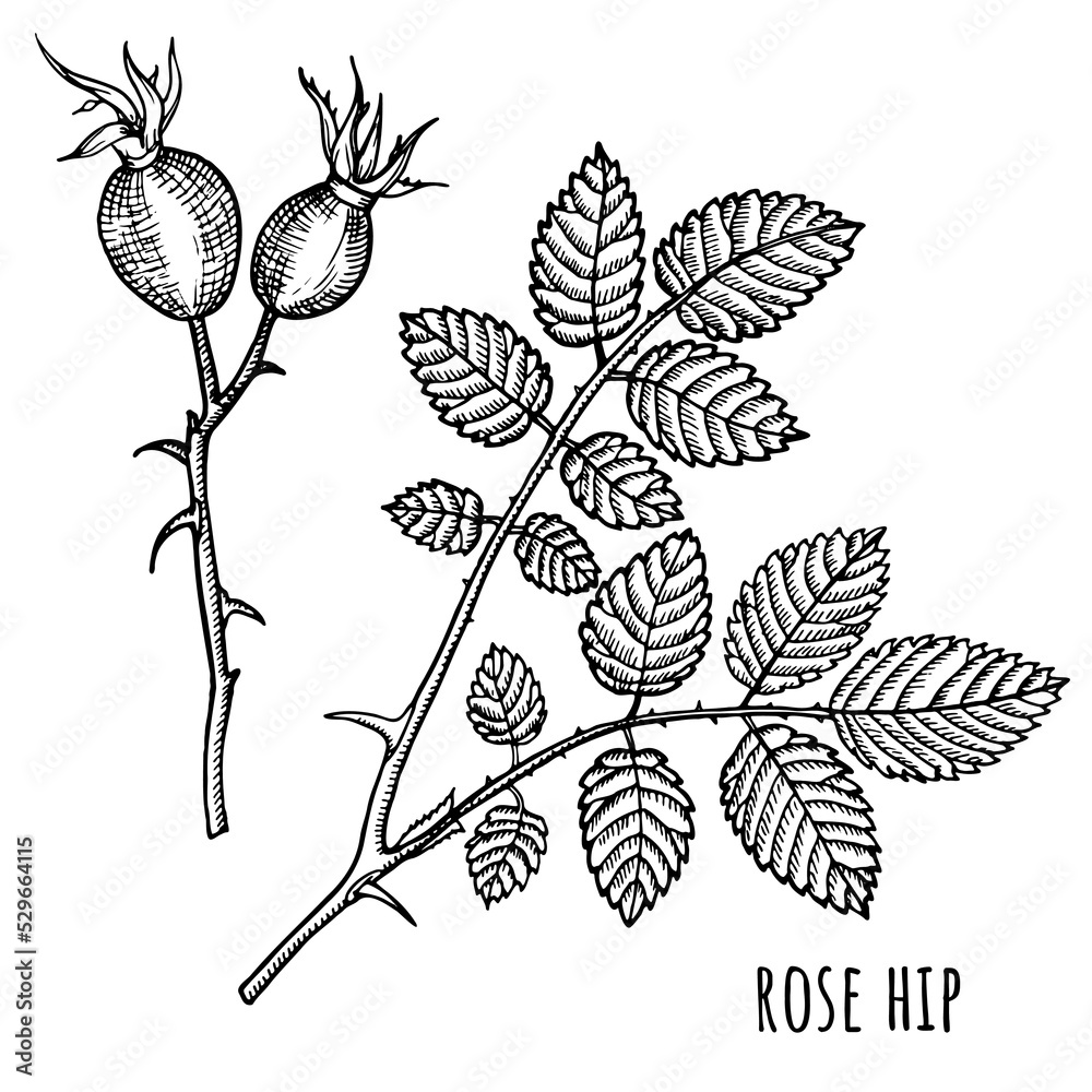 Wild rose, rose hip berries and leaves, line art drawing. Outline ...