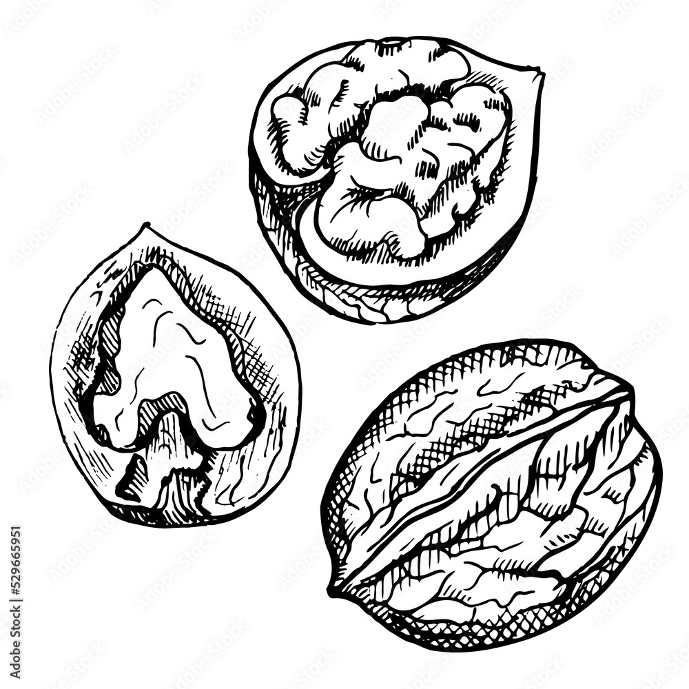 Hand-drawn sketch of walnuts vector illustration. Open walnut kernels ...