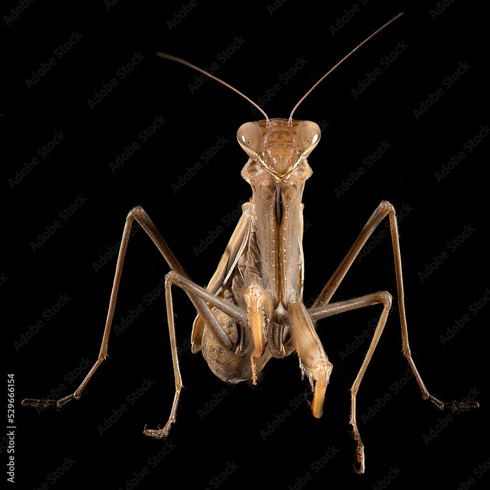 Female European Mantis or Praying Mantis, Mantis religiosa, in front of ...