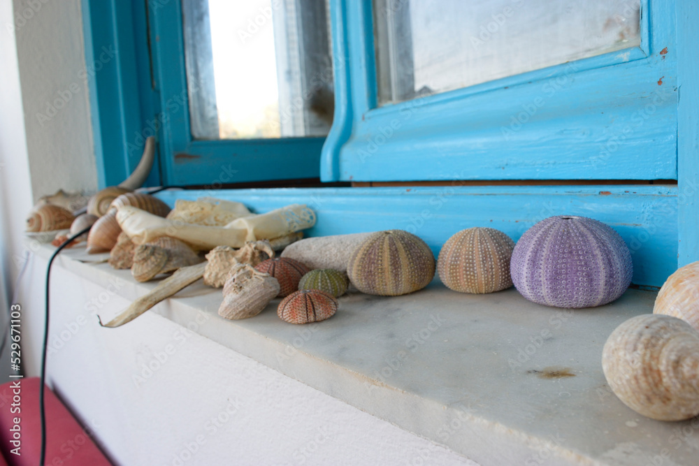 Collection of Shells, Sponges, and Sea Urchins on a window sill in ...