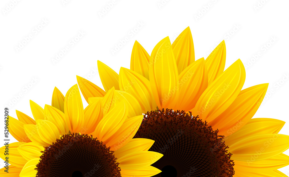 Sunflowers isolated background, romantic flower 3D . Stock Illustration ...