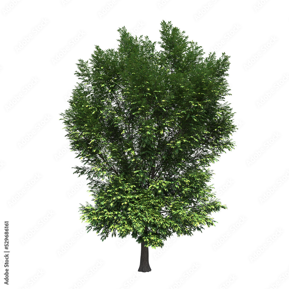 deciduous tree, isolate on a transparent background, 3d render Stock ...