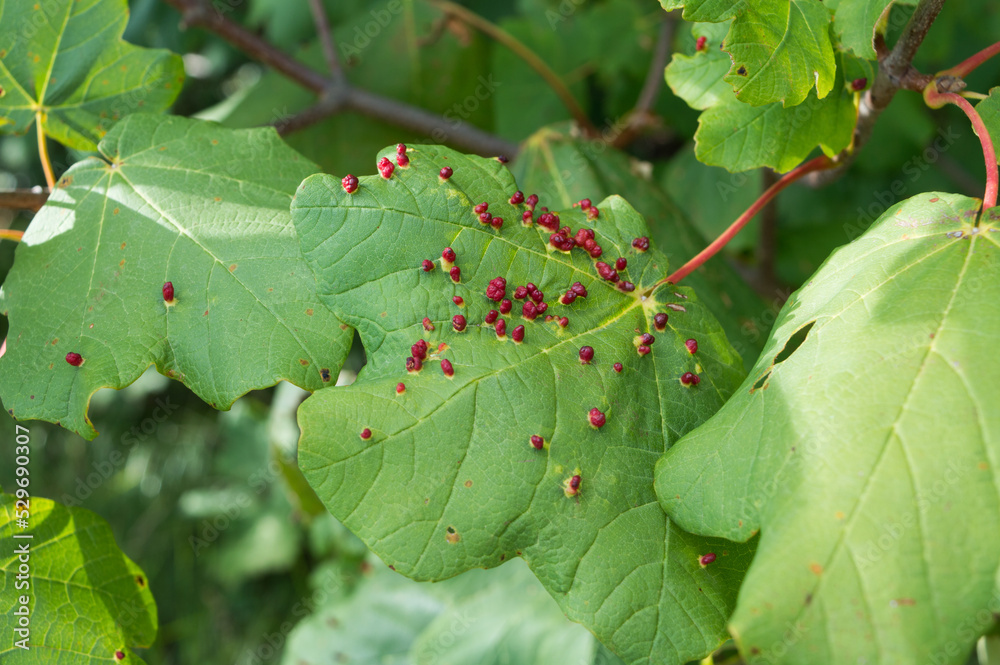 Maple tree disease by the gall mites causing red bumps on leaves; maple ...
