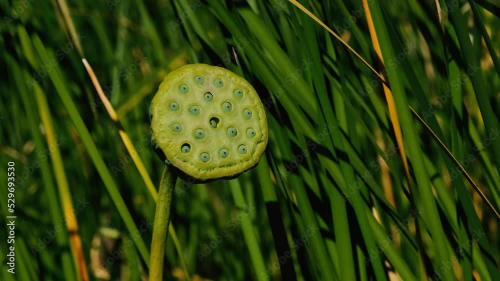 Lotus seed or lotus nut. The pod of the Lotus flower of pink in nature ...