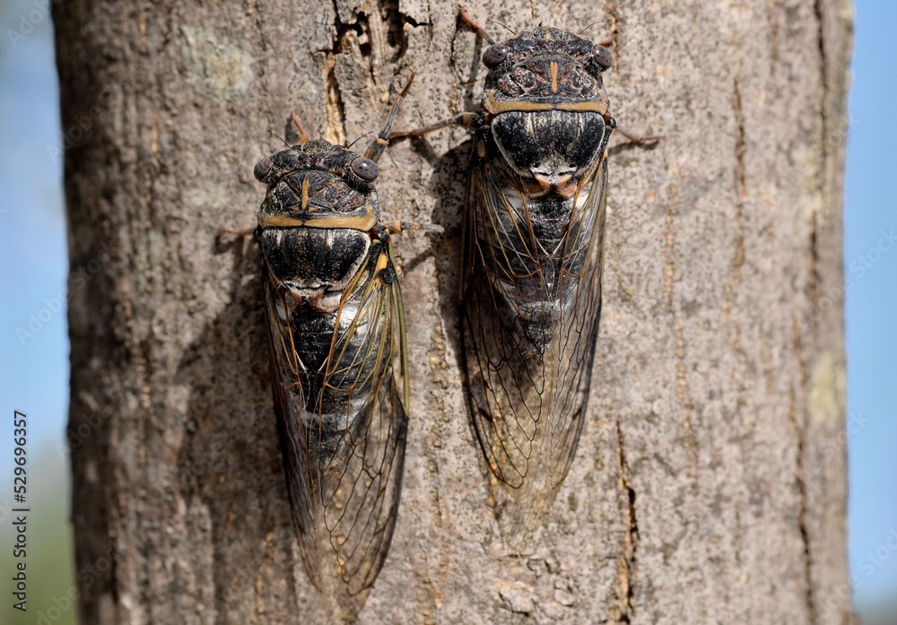Two cicadas on olive tree and sky background Stock Photo | Adobe Stock