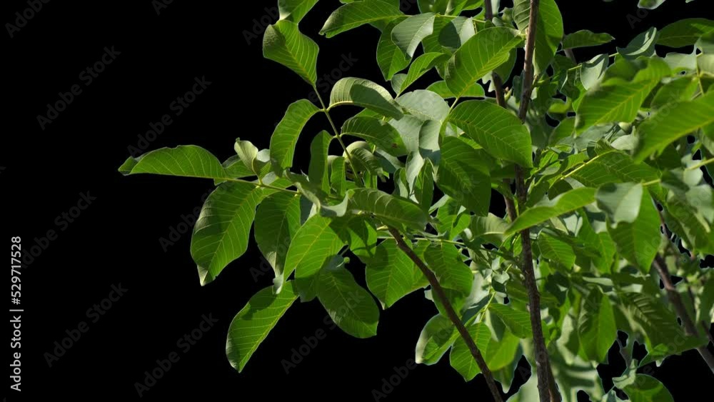 Isolated tree in the wind with transparent background alpha channel ...