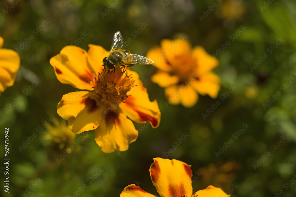 Honey bee Apis mellifera forager collects nectar from the orange ...