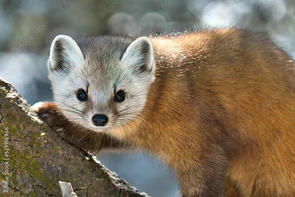 Cute Newfoundland pine marten on a tree against a blurred background ...