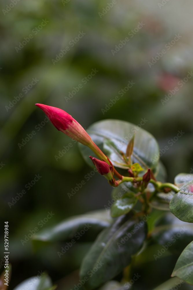 Dipladenia vermelha com a flor fechada macro e o fundo desfocado Stock ...