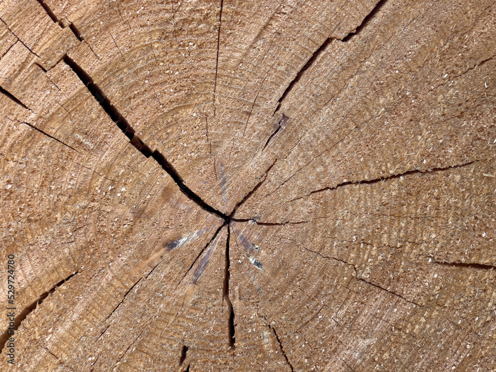 Close up of rough, cut end of pine tree showing wood grain of a tree ...