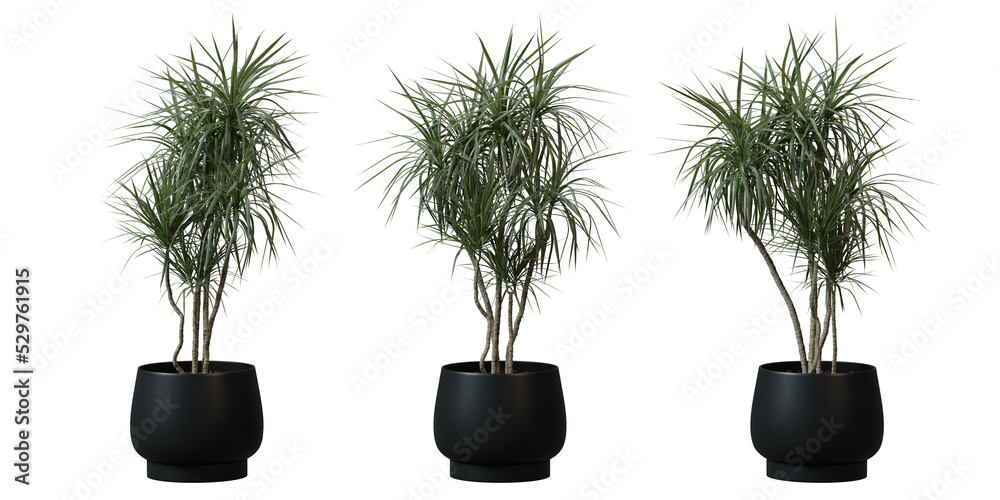 Dragon Tree in a plant pot isolated on transparent background, minimal ...