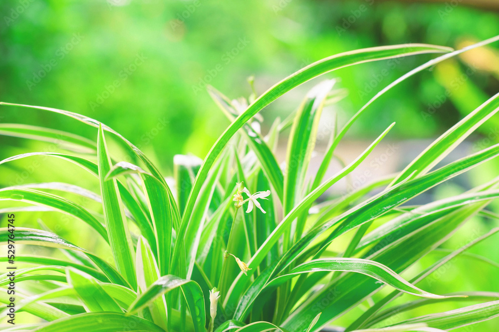 Sword-like ornamental leaves of a potted chlorophytum laxum plant with ...