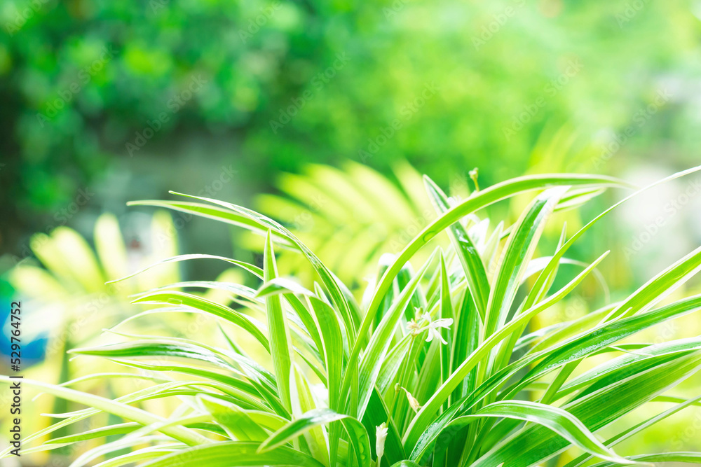 Sword-like ornamental leaves of a potted chlorophytum laxum plant with ...