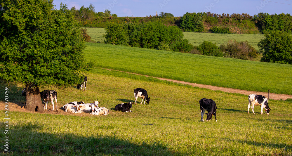 Troupeau de vache laitière dans la campagne en rance. Stock Photo ...