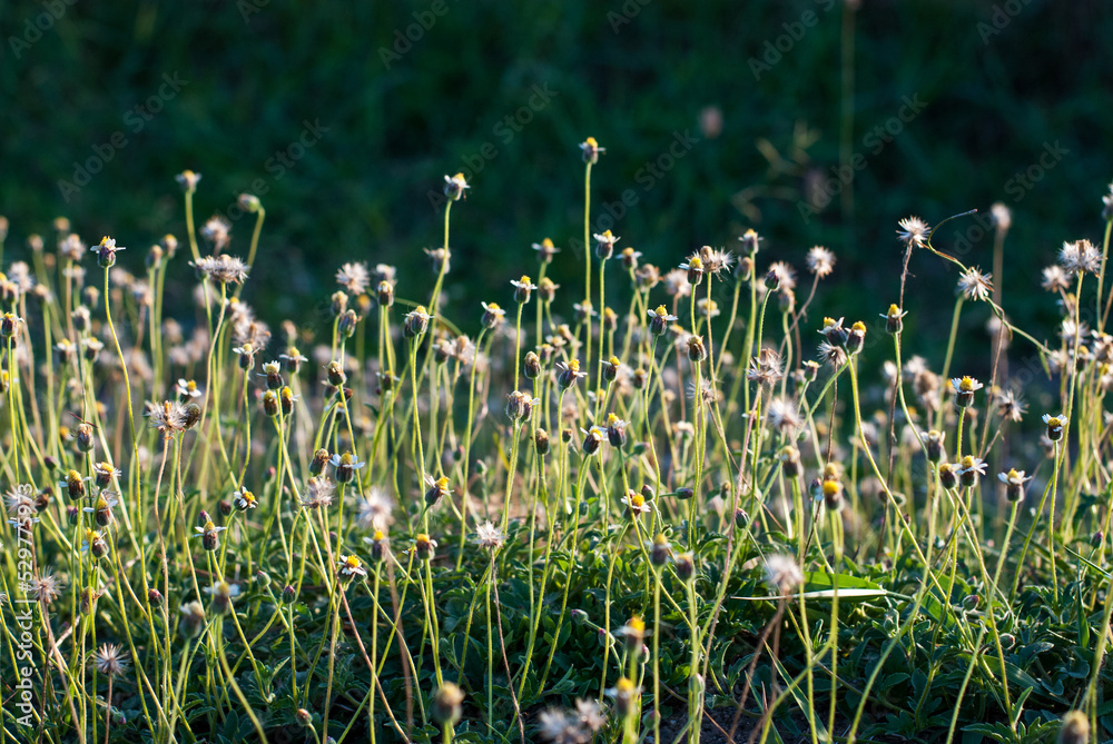 Tridax Procumbens, grass blossoms that bloom in the soft sunlight ...