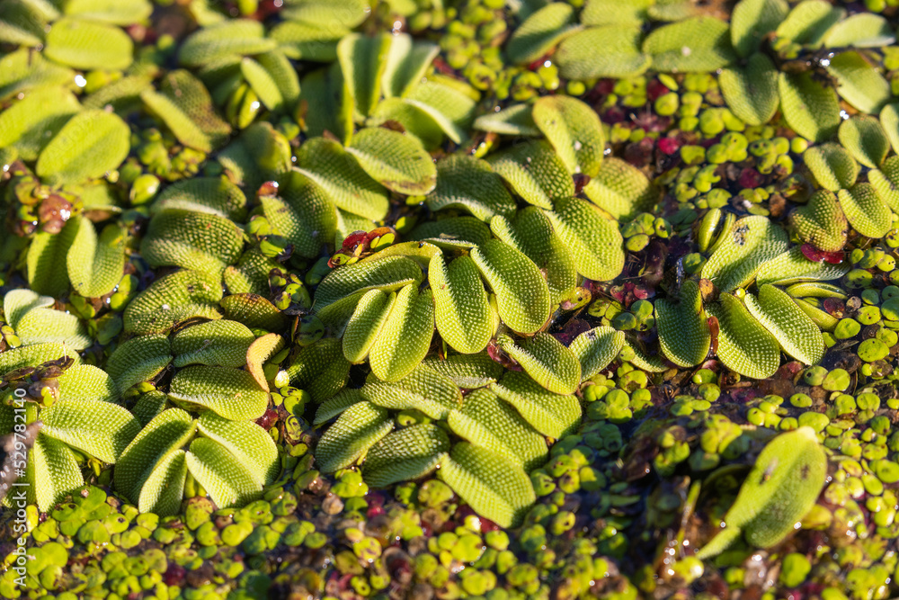 Salvinia natans, commonly known as floating fern Stock Photo | Adobe Stock