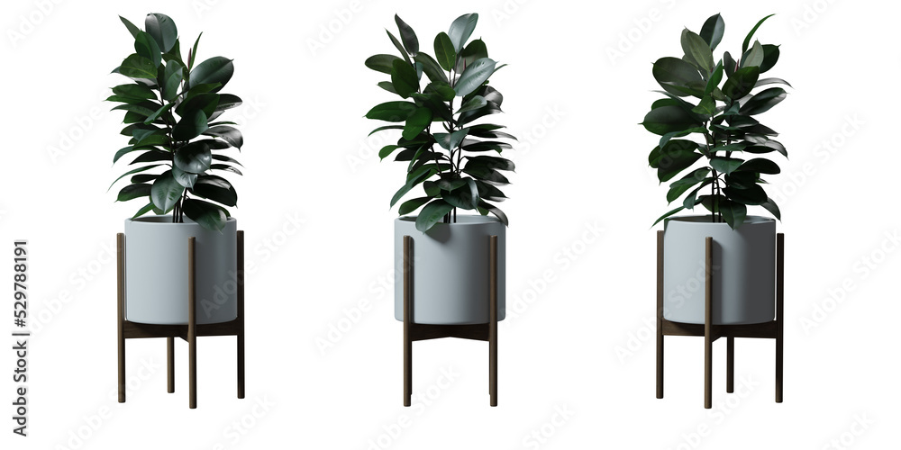 Rubber Plant tree in a plant pot isolated on transparent background ...
