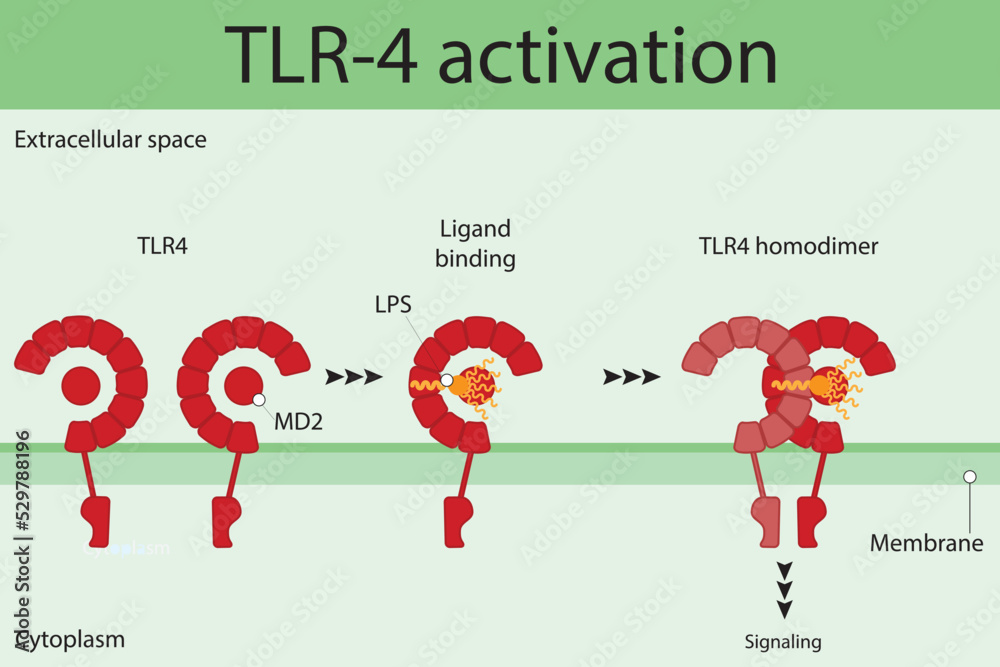 Diagram of TLR4 activation - ligand (LPS) binding, dimerization and signaling. Simple ...