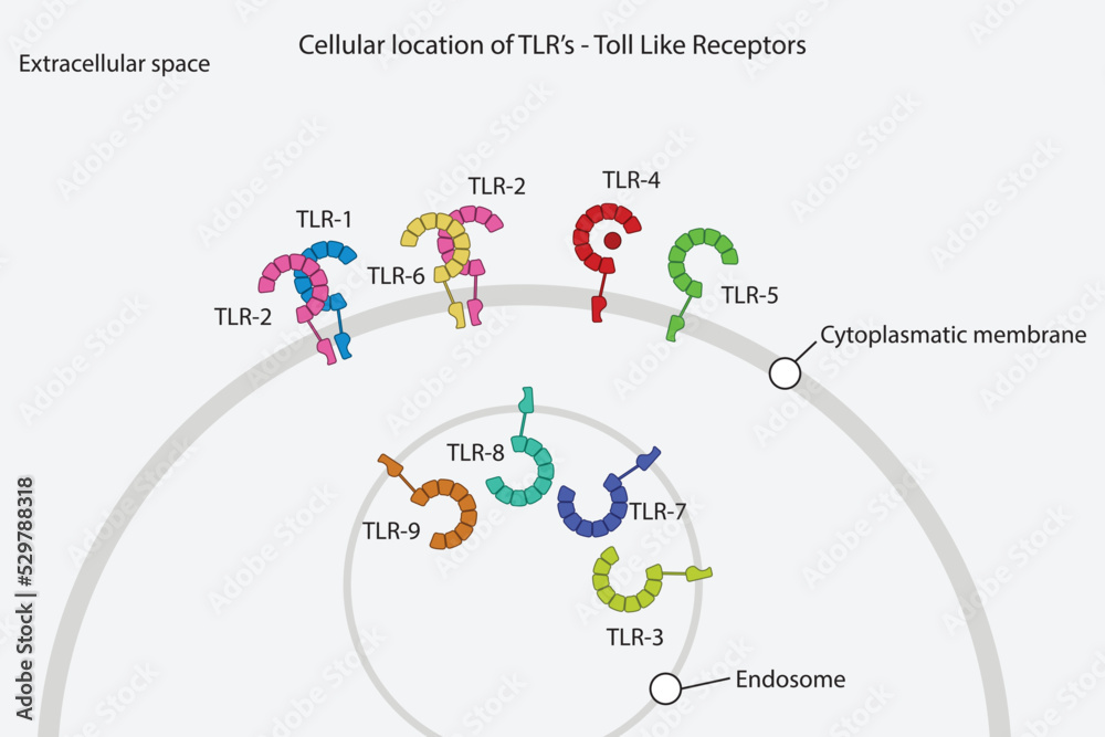 Tlr Toll Like Receptor Cellular Location Diagram Illustration Showing