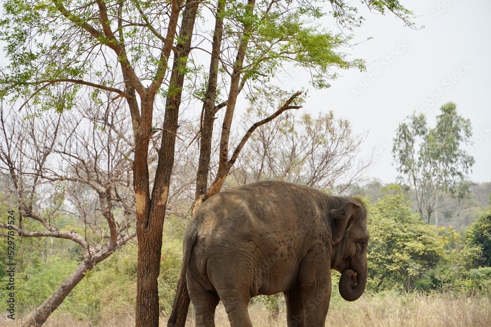 Indian elephant standing alone below the shadow of tree trunk. Elephant ...