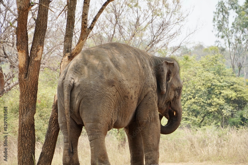 Indian elephant standing alone below the shadow of tree trunk. Elephant ...