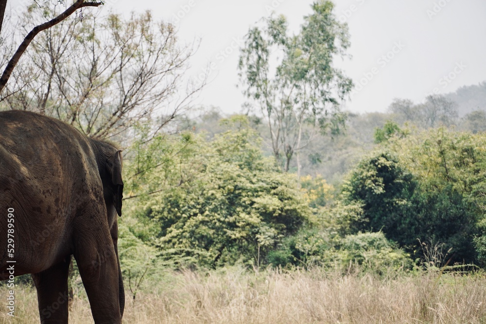 Indian elephant standing alone below the shadow of tree trunk. Elephant ...