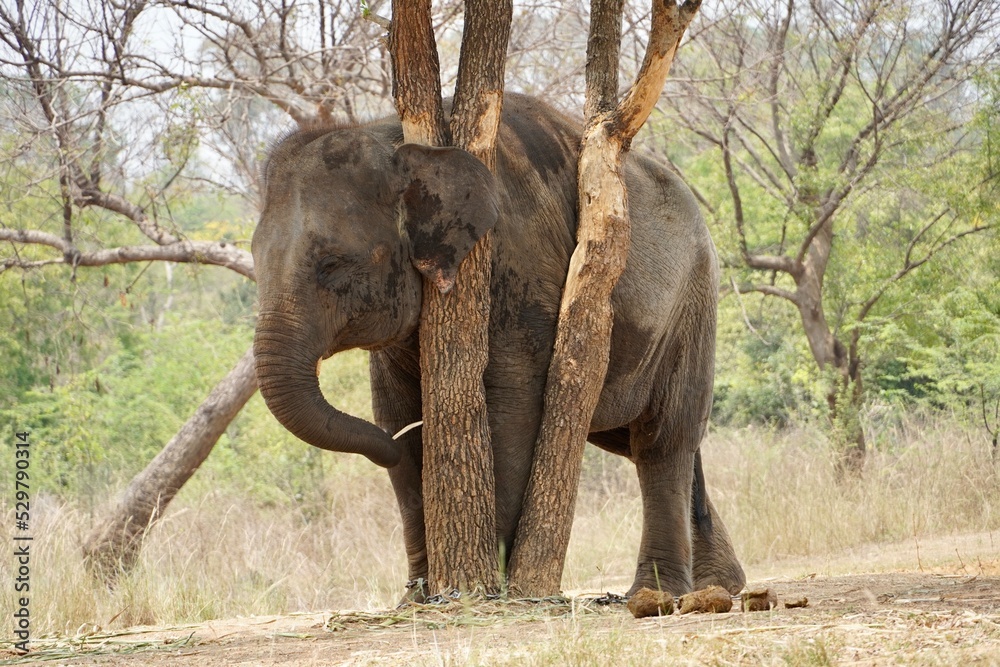 Indian elephant standing alone below the shadow of tree trunk. Elephant ...